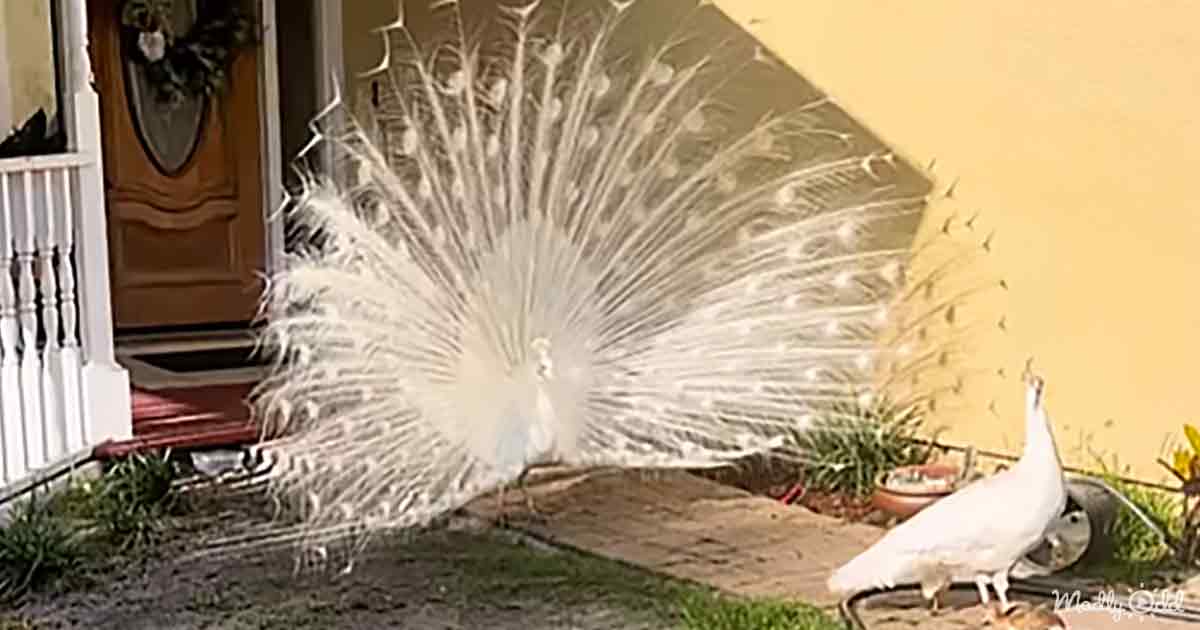 Male peacock’s flirting attempts are foiled by Mom’s funny reaction ...