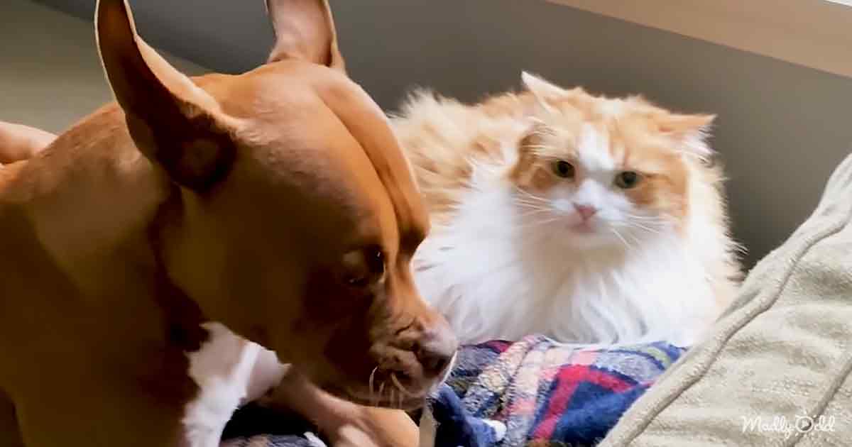 Playful Pittie living with kitty siblings thinks he is a cat – Madly Odd!