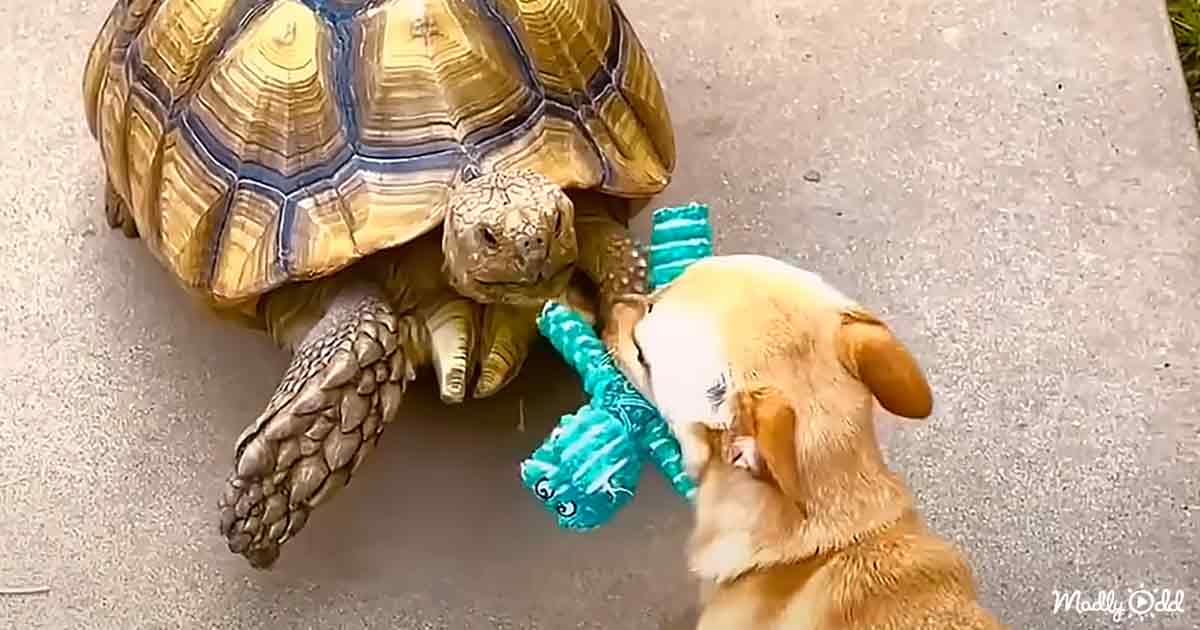Puppy brings his favorite toys to his tortoise friend everyday – Madly Odd!