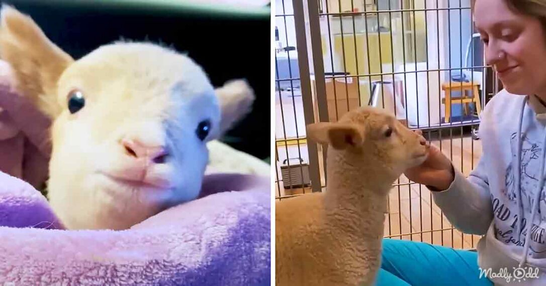 Rescued baby lamb is goo-goo-ga-ga for mom’s coworker