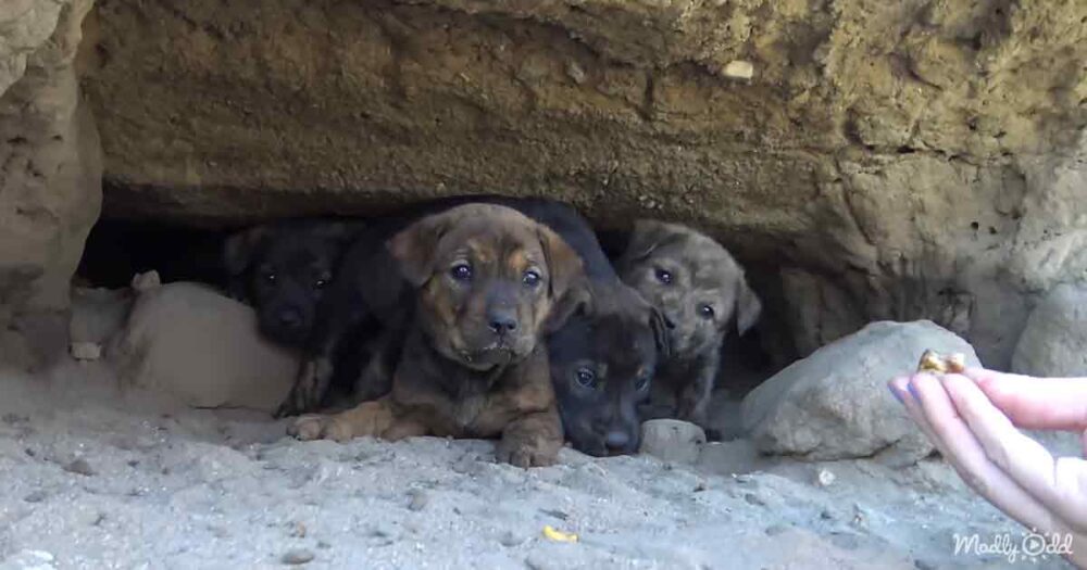 Rescuer saves scared puppies by crawling 18 feet into the earth – Madly ...