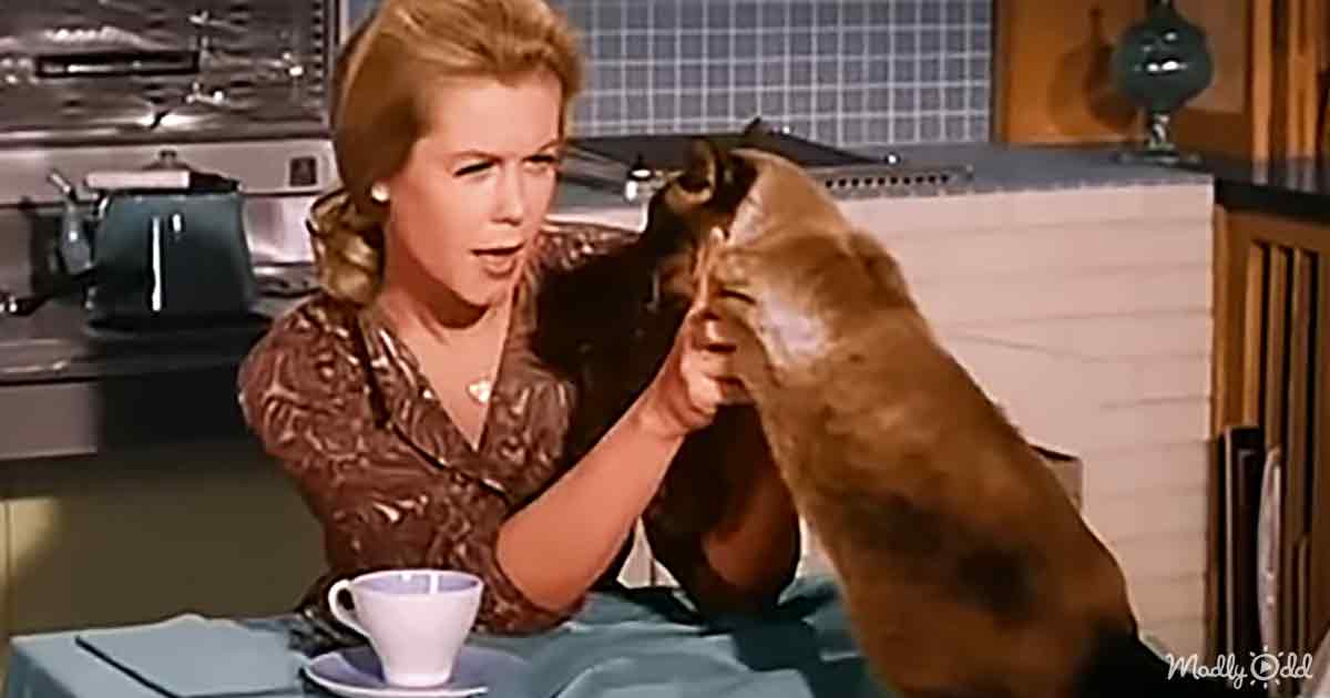 Samantha turns a cat into a beautiful model with hilarious results on ...