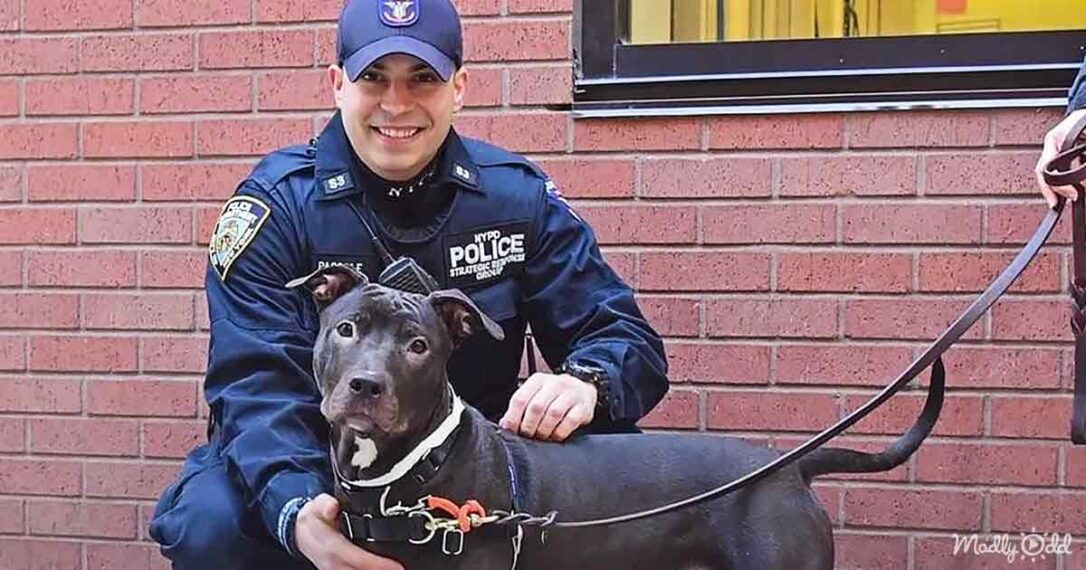 Scared, abandoned dog is rescued from the rain by caring cop – Madly Odd!