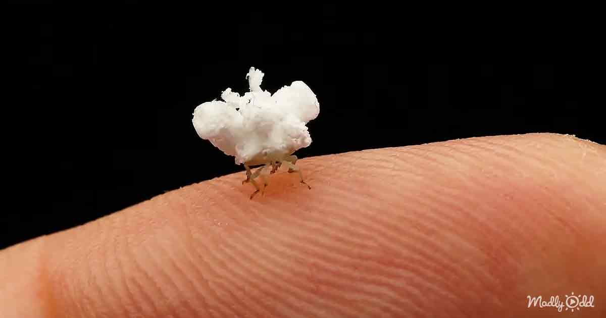 This adorable fluffy insect looks like a walking piece of popcorn