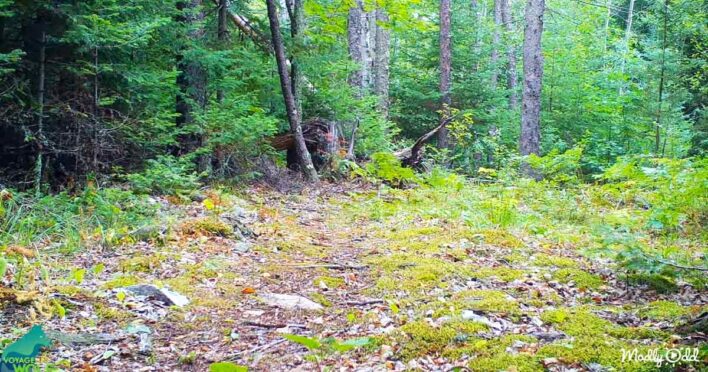 Trail camera captures an amazing parade of animals crossing a forest ...