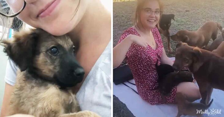 Woman wakes up and spends her whole day saving stray dogs – Madly Odd!