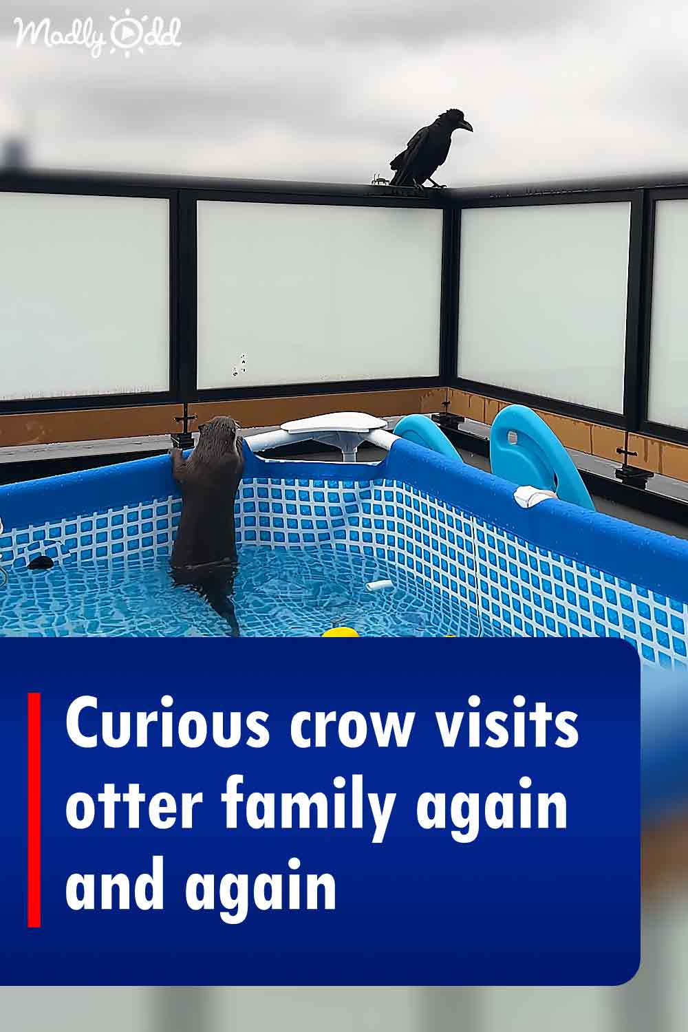 Curious crow visits otter family again and again – Madly Odd!