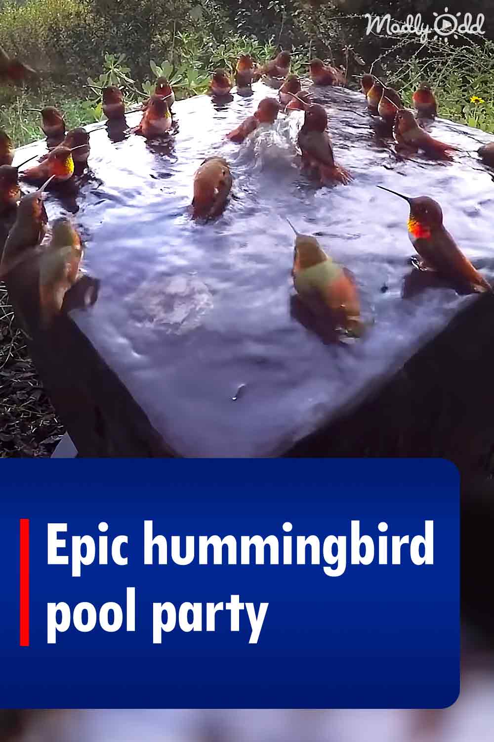 Epic hummingbird pool party – Madly Odd!