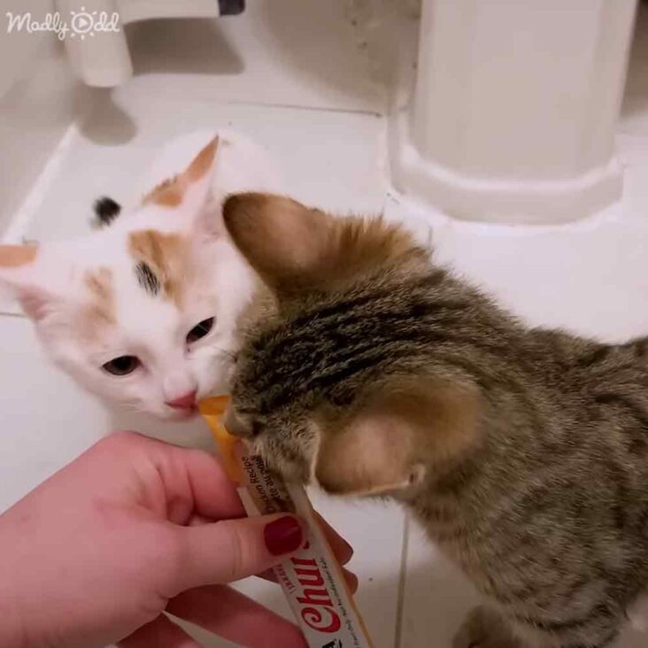 Abandoned kitten stuck in a car tire asks woman for help – Madly Odd!