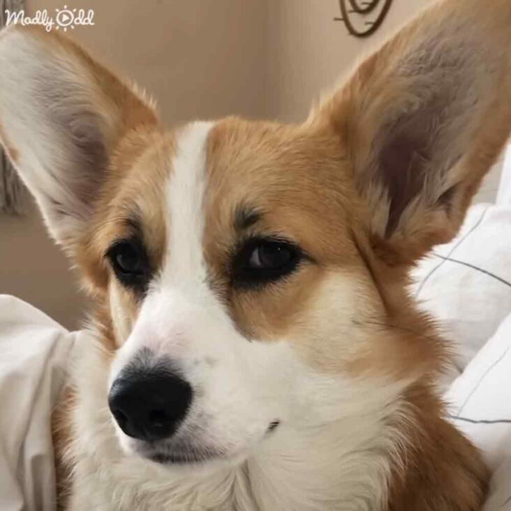 Amazing Corgi pup howls to show her little happy heart – Madly Odd!