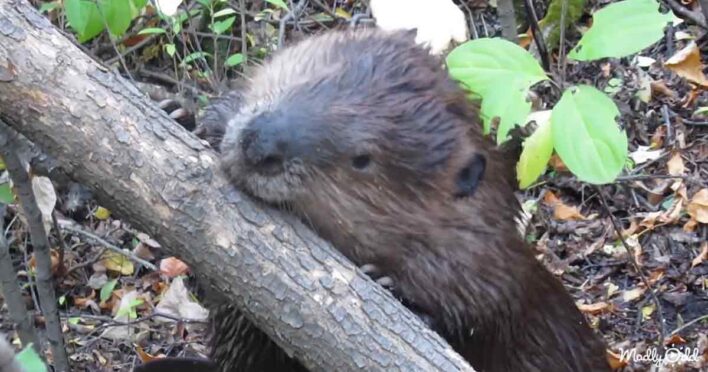 Busy beaver gleefully chomps through tree in very close-up footage ...