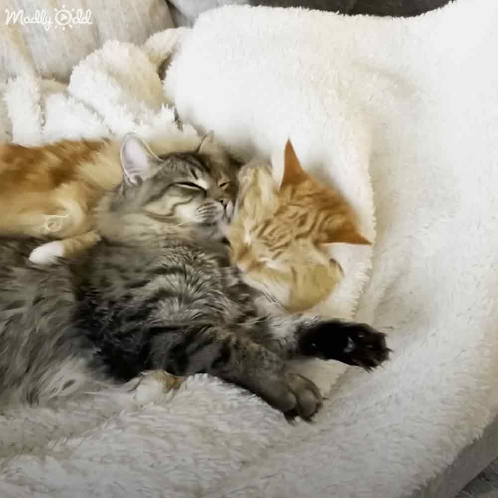 Cats sprint like the Tokyo-drift race cars to their food bowls – Madly Odd!