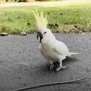 Crazy cockatoo laughs like a villain & chases family for fun – Madly Odd!