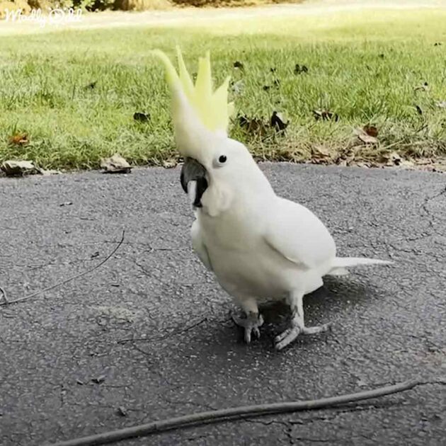Crazy cockatoo laughs like a villain & chases family for fun – Madly Odd!