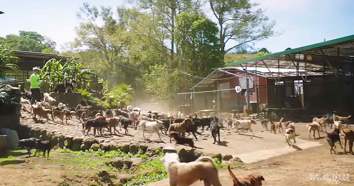 Dog sanctuary is heaven on earth where thousands of dogs run free ...