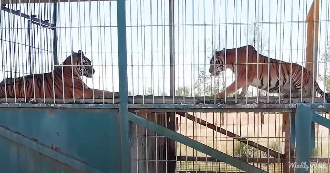 Locked in an abandoned train car for 15 years, tigers finally taste ...