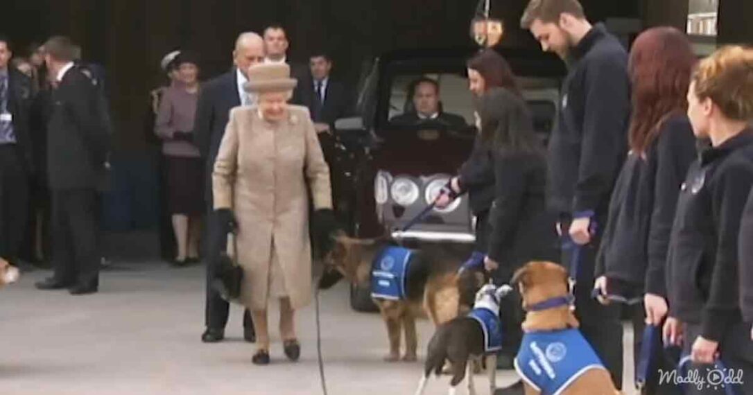 Queen Elizabeth II shows her love for dogs – Madly Odd!