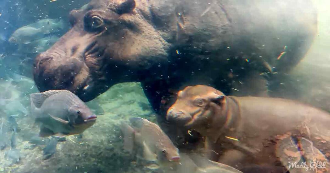 Baby hippo can’t leave his big sister’s side while swimming – Madly Odd!