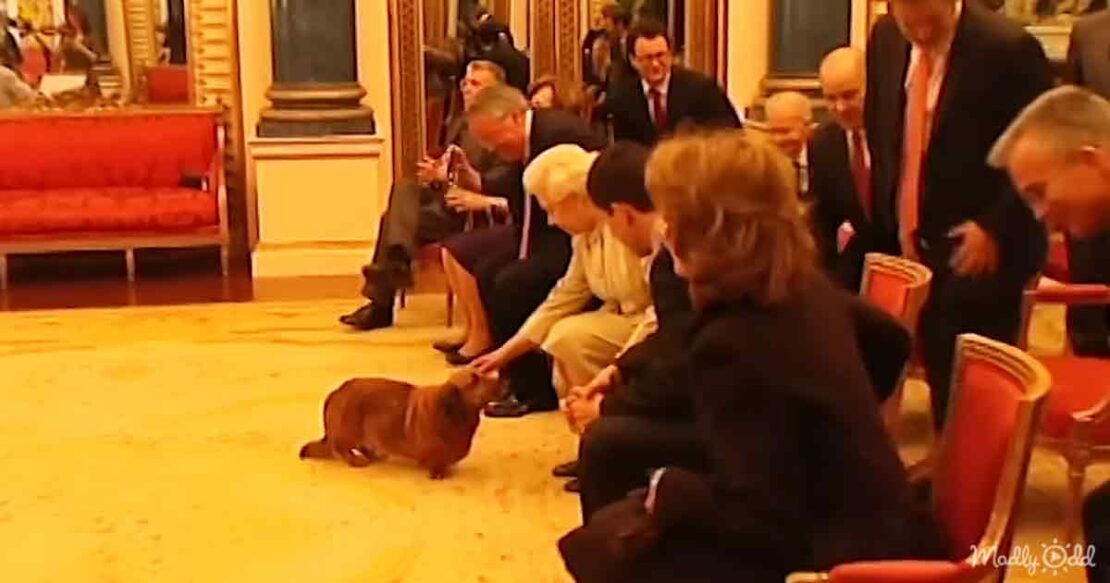 Queen Elizabeth II shows her love for dogs – Madly Odd!