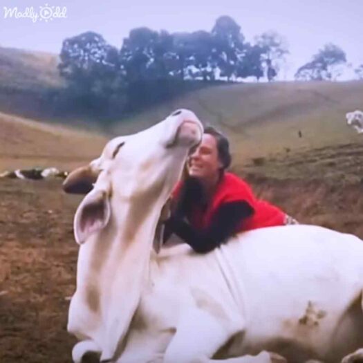 Woman sings and soothes to this bull she rescued from slaughter – Madly ...