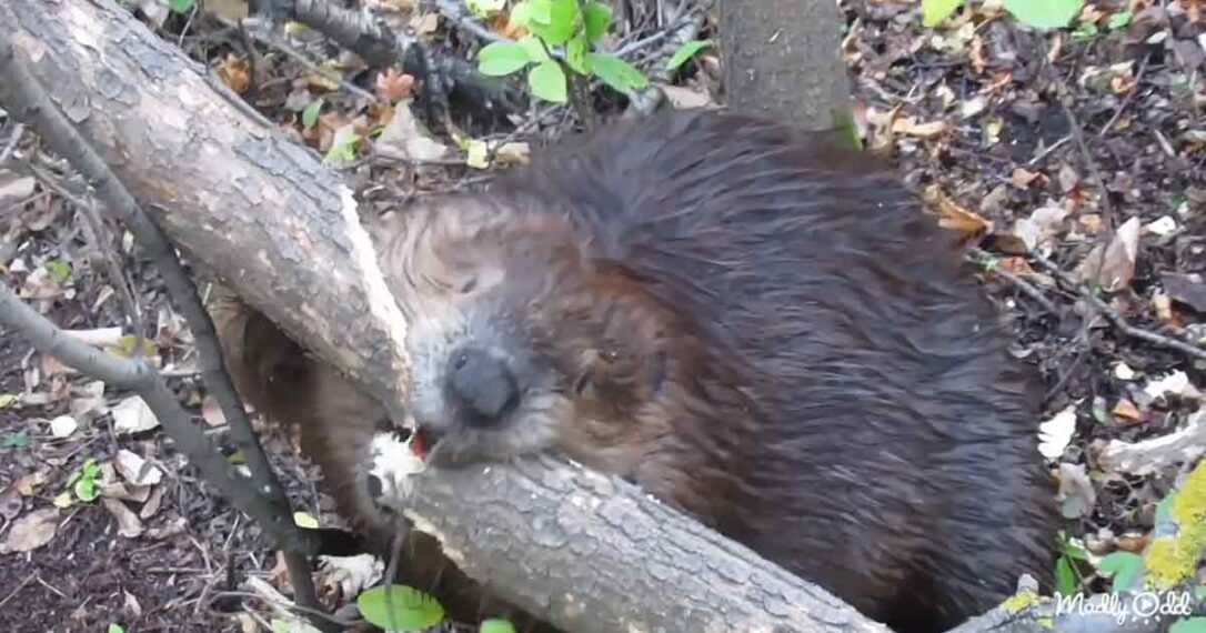 Busy beaver gleefully chomps through tree in very close-up footage ...