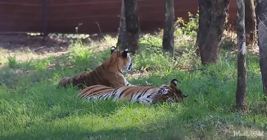 Locked in an abandoned train car for 15 years, tigers finally taste ...
