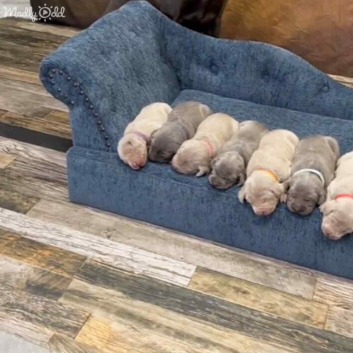 This five-day-old Weimaraner puppy sure has a lot to say – Madly Odd!