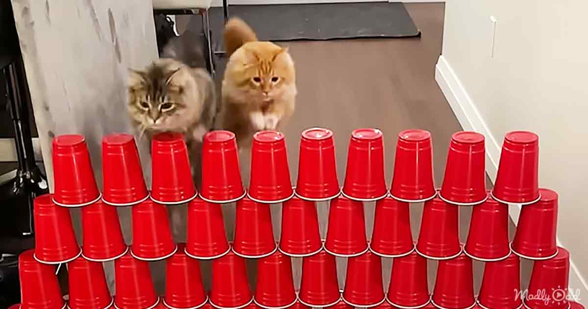 Cats sprint like the Tokyo-drift race cars to their food bowls