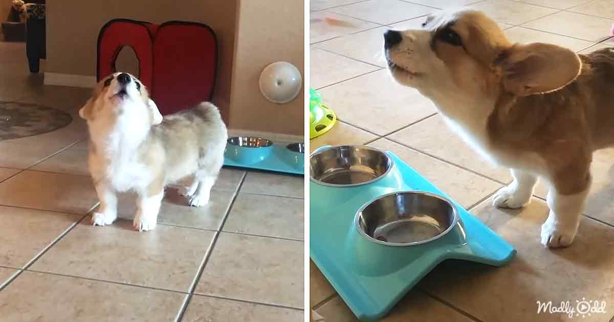 Amazing Corgi pup howls to show her little happy heart