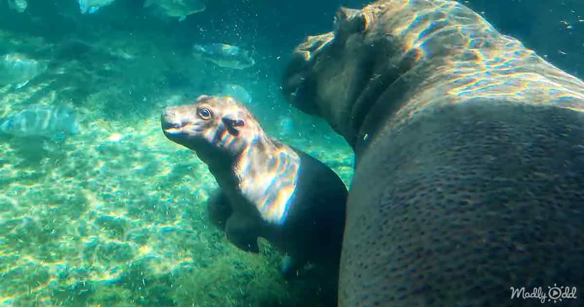 Baby hippo can’t leave his big sister’s side while swimming