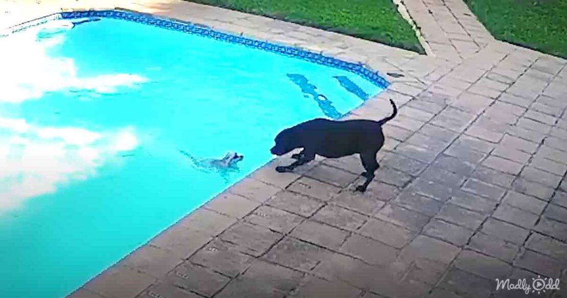 Brave Pittie recognizes her sibling’s distress – formulates a rescue plan
