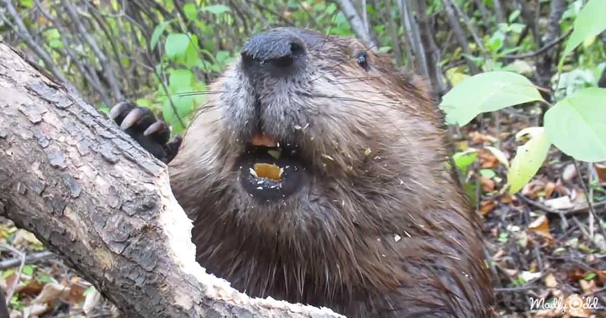 Busy beaver gleefully chomps through tree in very close-up footage ...
