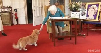 Queen Elizabeth II shows her love for dogs – Madly Odd!