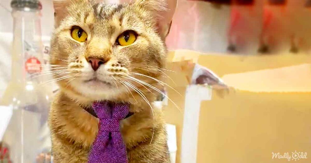 This cat wears a tie and has a job – Madly Odd!