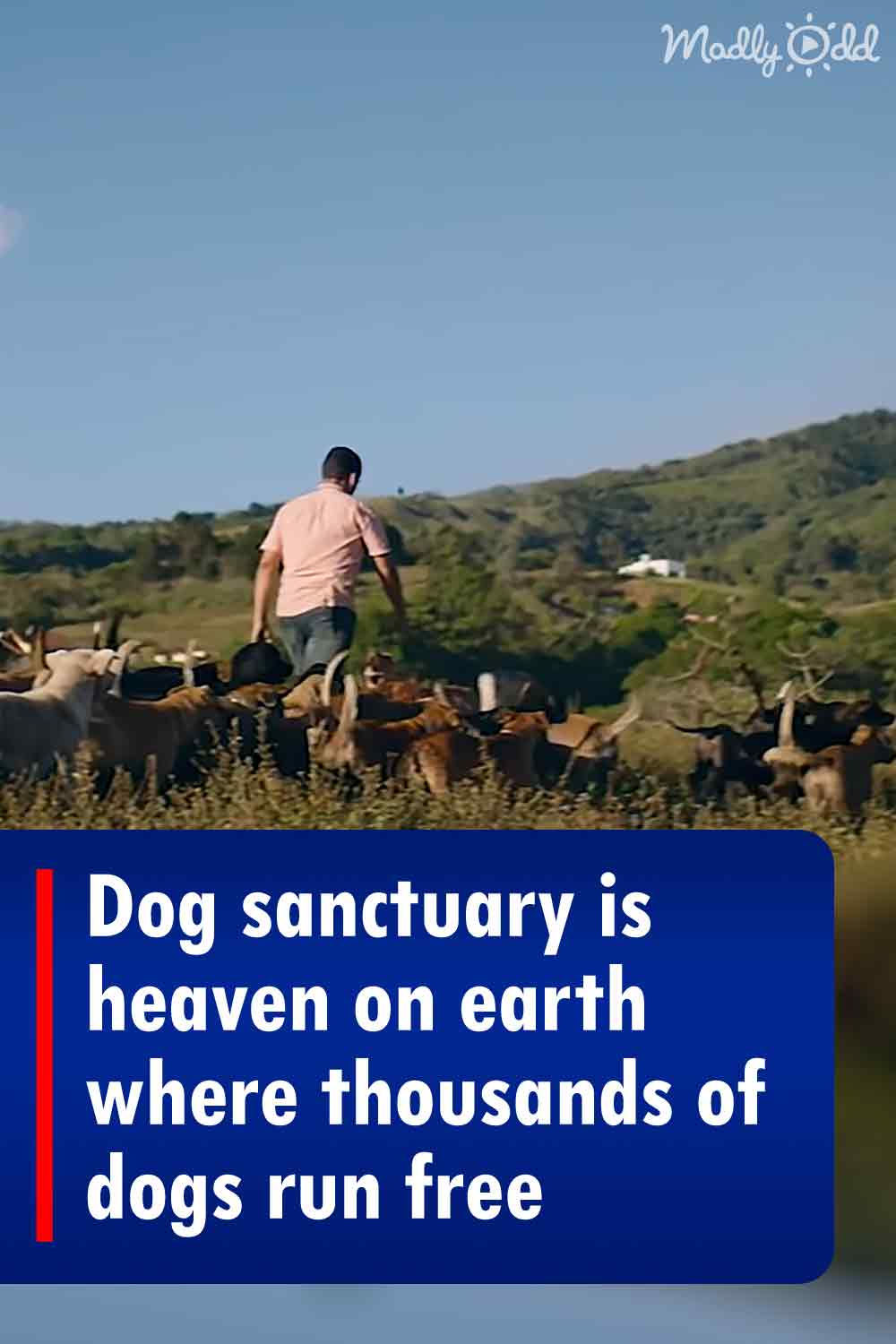 Dog sanctuary is heaven on earth where thousands of dogs run free ...