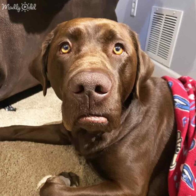 Chocolate Labrador makes the saddest face when his feelings are hurt ...