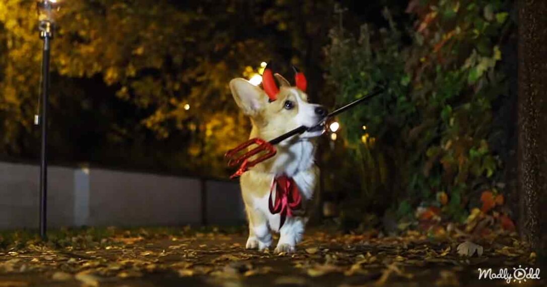 Corgi plays the best Halloween prank on her cousins – Madly Odd!