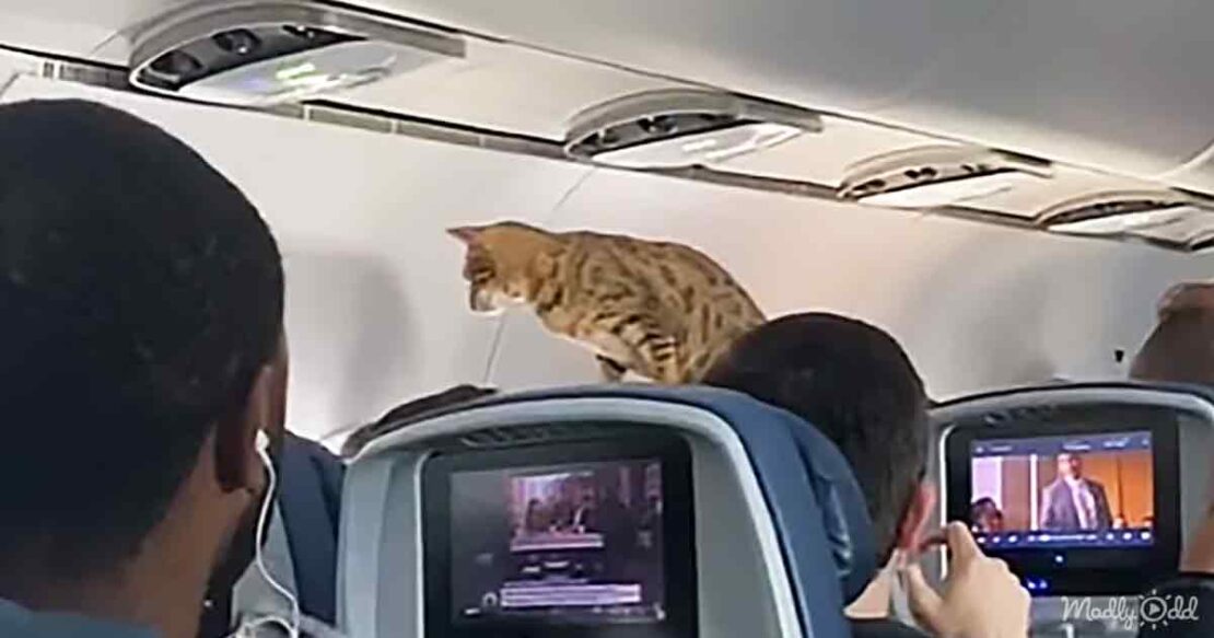 Curious cat escapes his carrier mid-flight for some hilarious hijinks ...