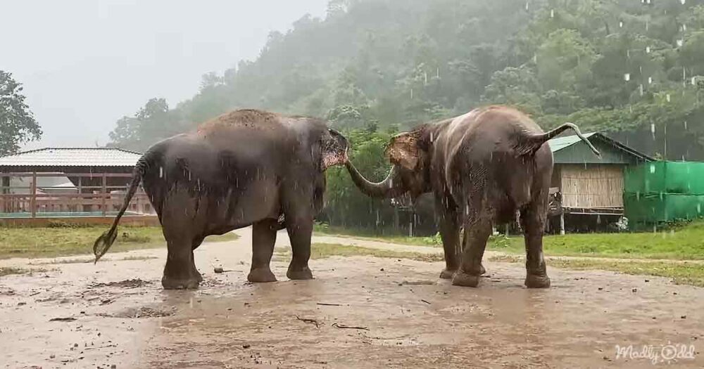 Elephants come out to sing in the rain – Madly Odd!