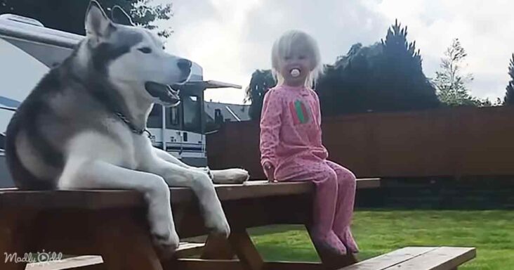 Husky and a two-year-old girl create the most adorable racket together ...