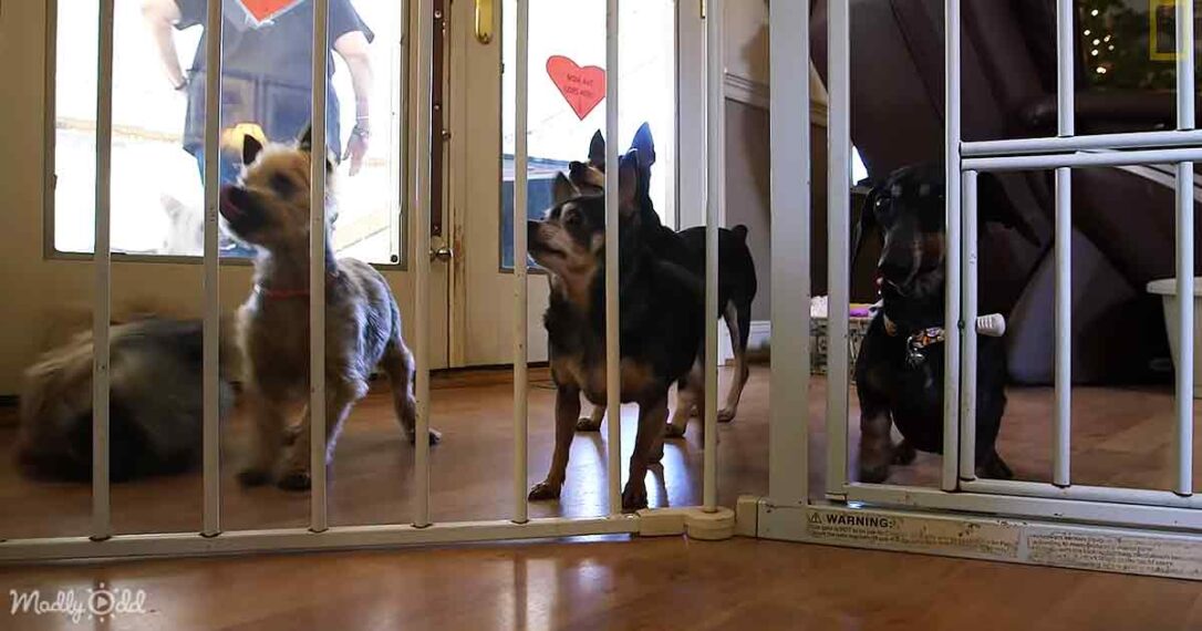 Senior dogs get to enjoy their golden years in a retirement home ...