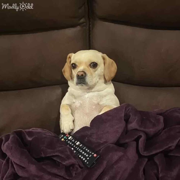 Socially awkward dog loves being with only one woman in the world ...