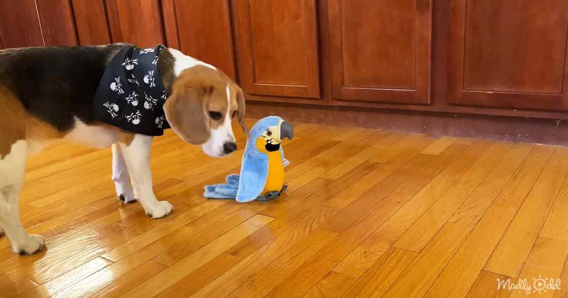 The cutest Beagle ever doesn’t like his new talking toy parrot – Madly Odd!