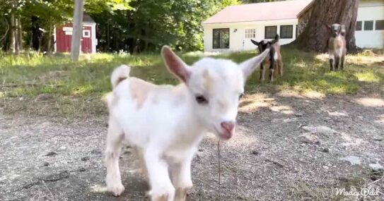 The cutest goat triplets have the happiest feet while running around ...