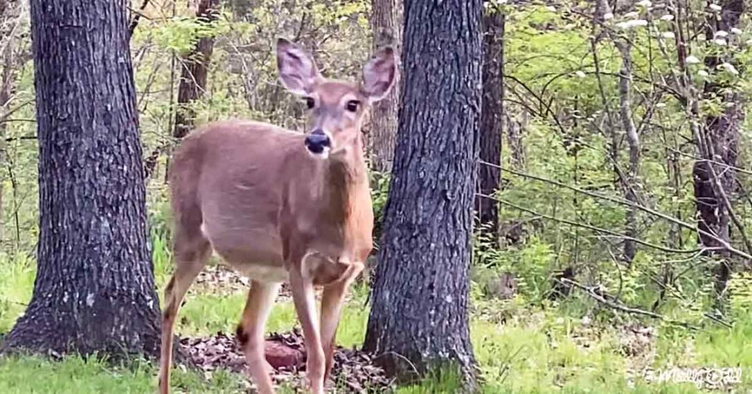 Woman captures video of deer from her back porch