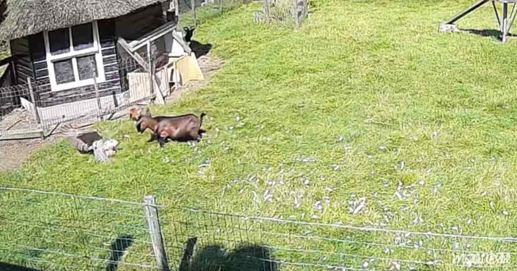 Brave animals save their chicken pal from becoming a hawk’s prey ...