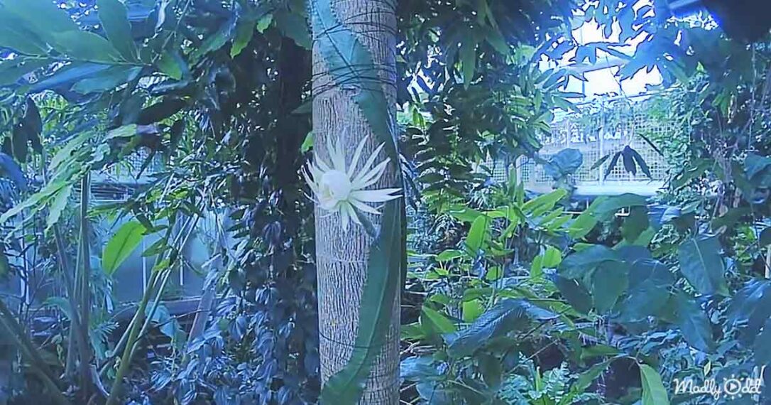 Breathtaking time-lapse – rare Moonflower that blooms once a year ...