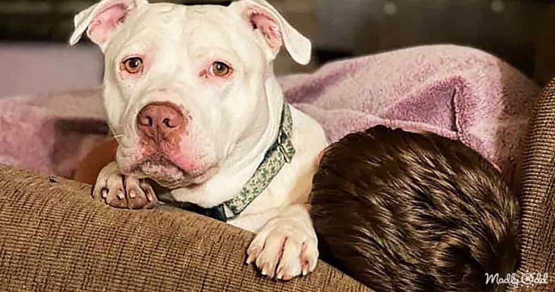 Hearing loss brings together autistic teen and deaf dog: “I need him ...