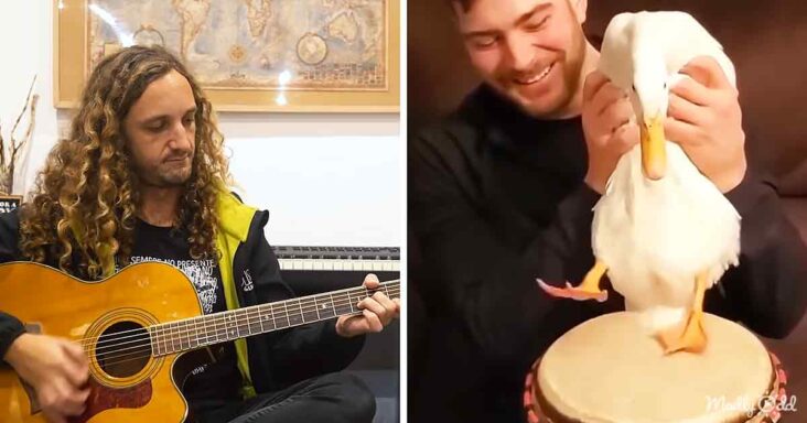 Musical animals cover The Good, the Bad & the Ugly main theme – Madly Odd!