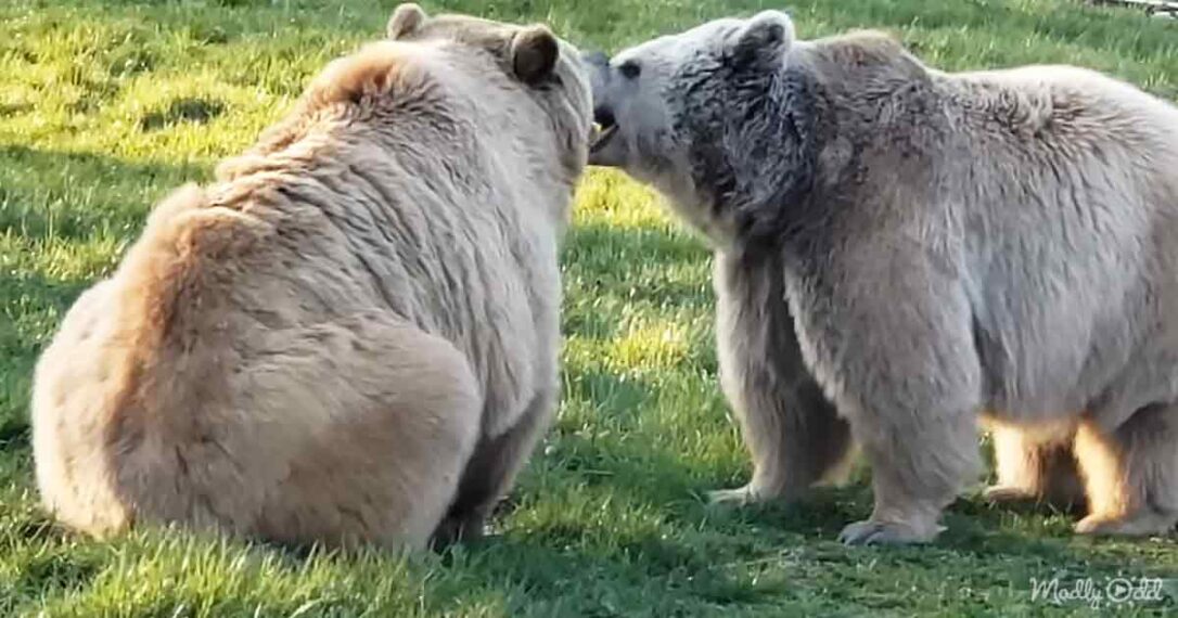 Orphaned bears love starting the day with a wrestling match – Madly Odd!